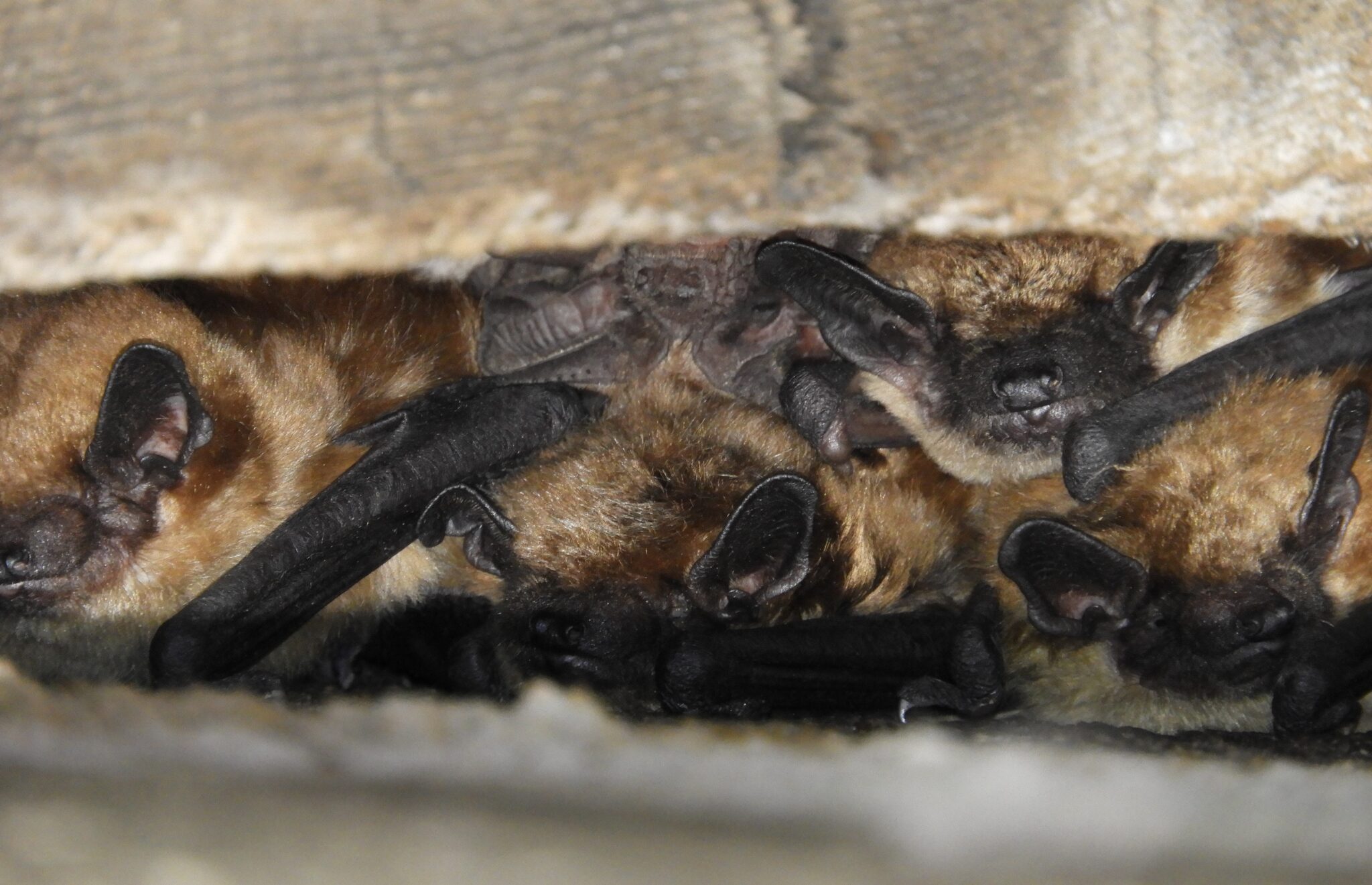 Contact Us | Bat Conservation | Central California Bats